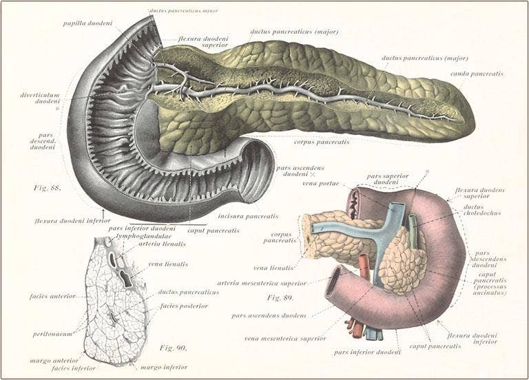 Postcard AY-20 All About the Pancreas | International Museum of ...