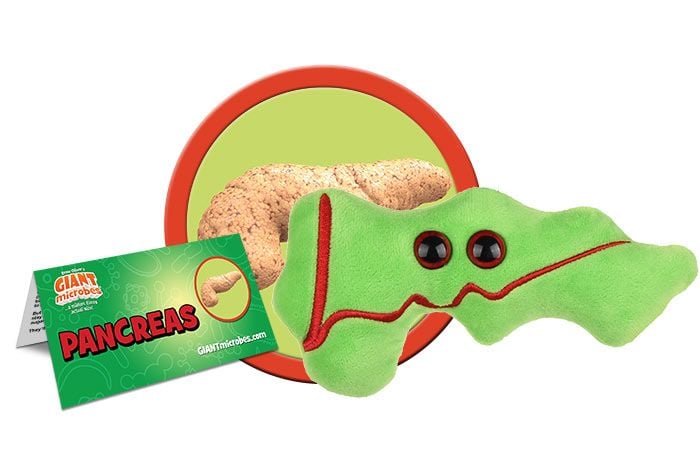 Pancreas Plush | International Museum of Surgical Science Gift Shop
