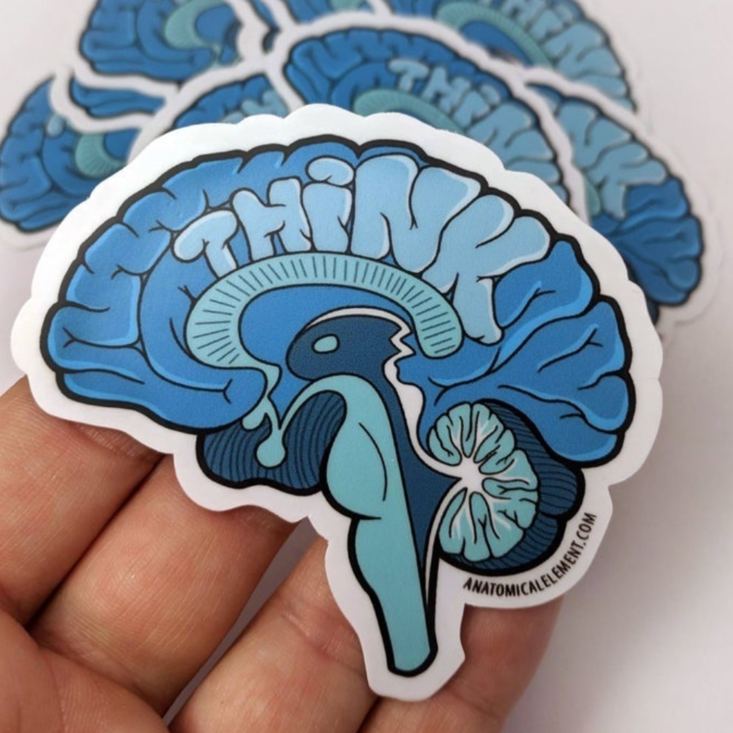 Anatomical Element THINK Brain Sticker | International Museum of ...